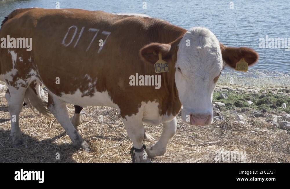 Subfamily bovinae genus bos Stock Videos & Footage - HD and 4K Video ...