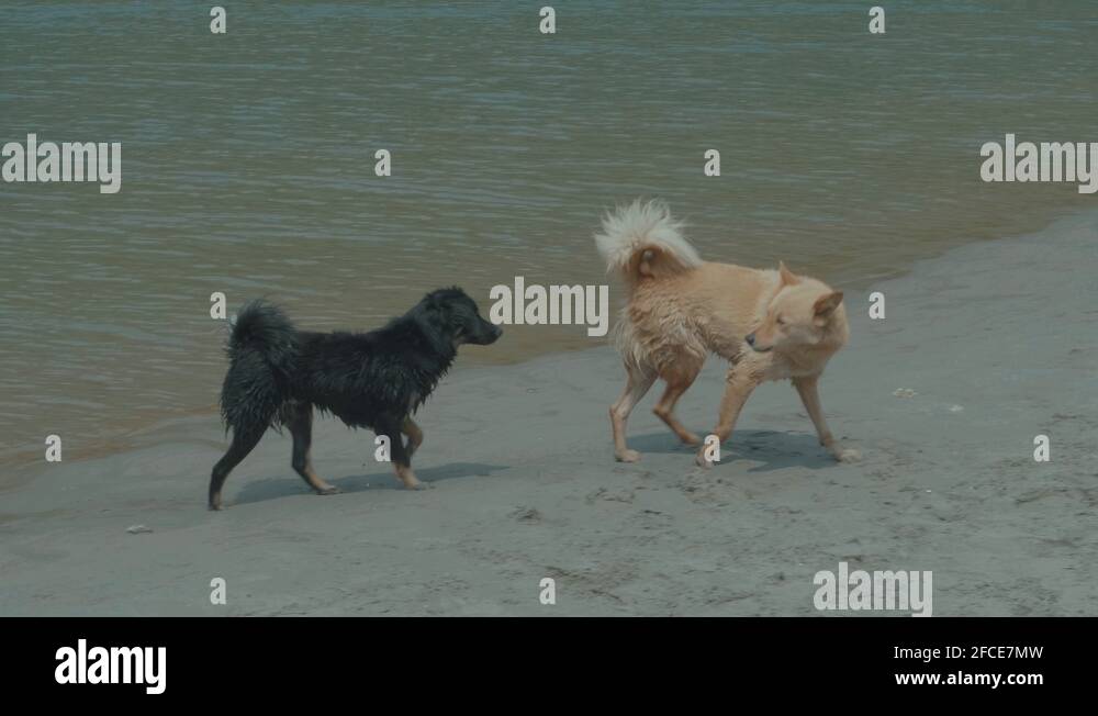 Two Dogs Playing On The Beach By The Shoreline Following Each Other ...