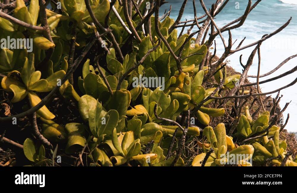 Bawana beach Stock Videos & Footage - HD and 4K Video Clips - Alamy