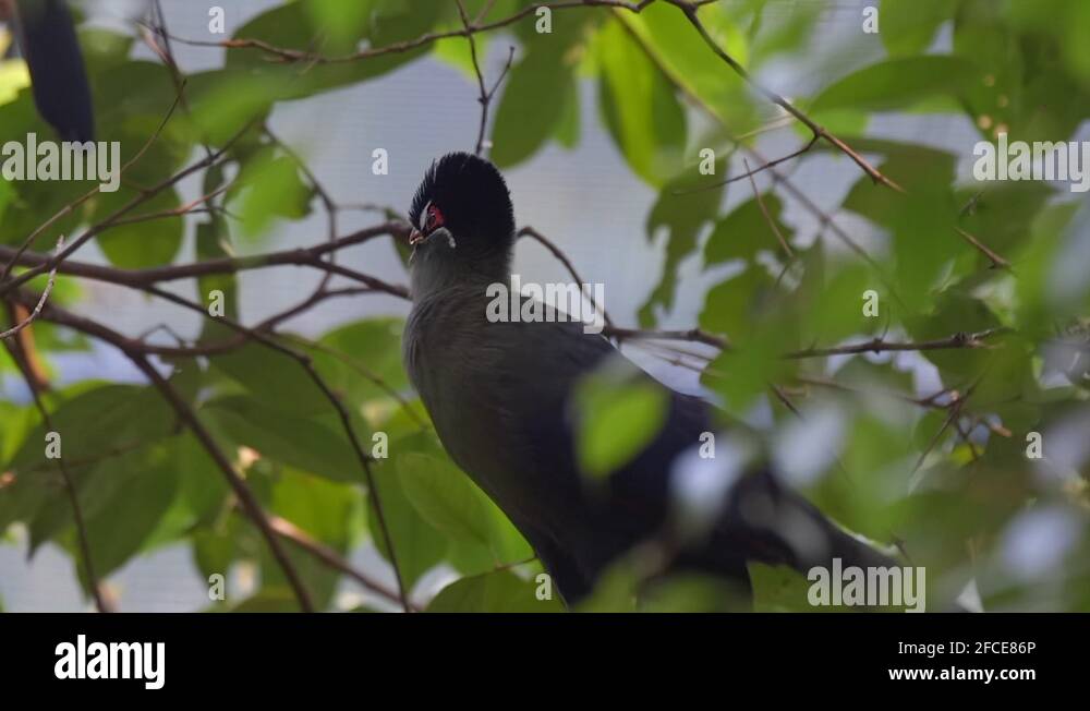 Hartlaub's turaco Stock Videos & Footage - HD and 4K Video Clips - Alamy