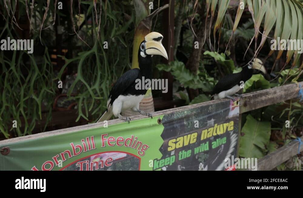 Hand fed wildlife Stock Videos & Footage - HD and 4K Video Clips - Alamy