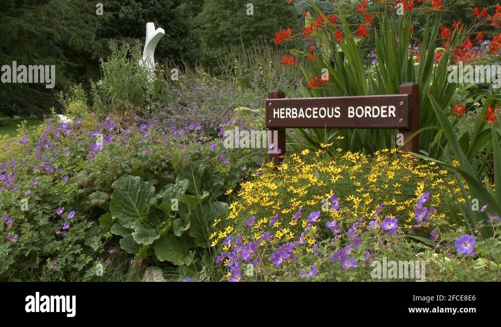Coneflower border Stock Videos & Footage - HD and 4K Video Clips - Alamy