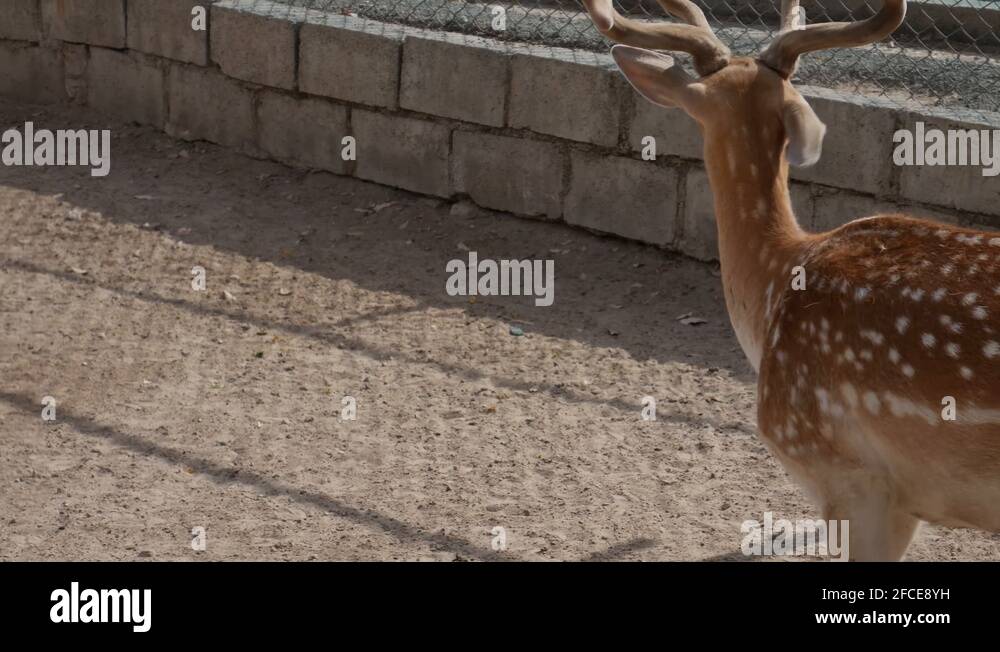 Animal caged in zoo Stock Videos & Footage - HD and 4K Video Clips - Alamy