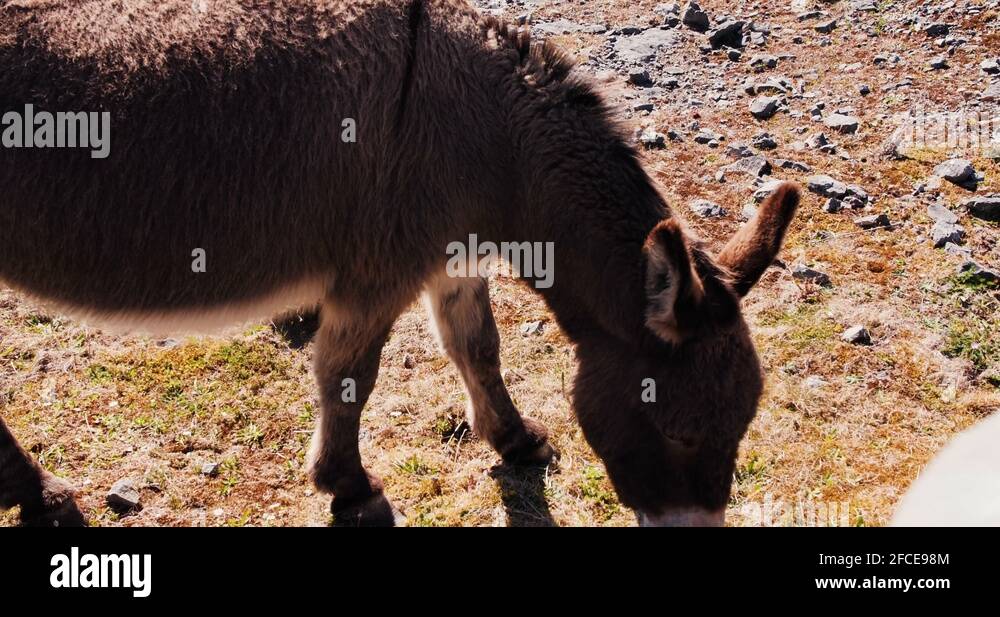 Donkey colt Stock Videos & Footage - HD and 4K Video Clips - Alamy