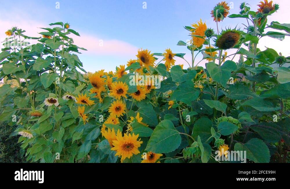 Washington state insects Stock Videos & Footage - HD and 4K Video Clips ...
