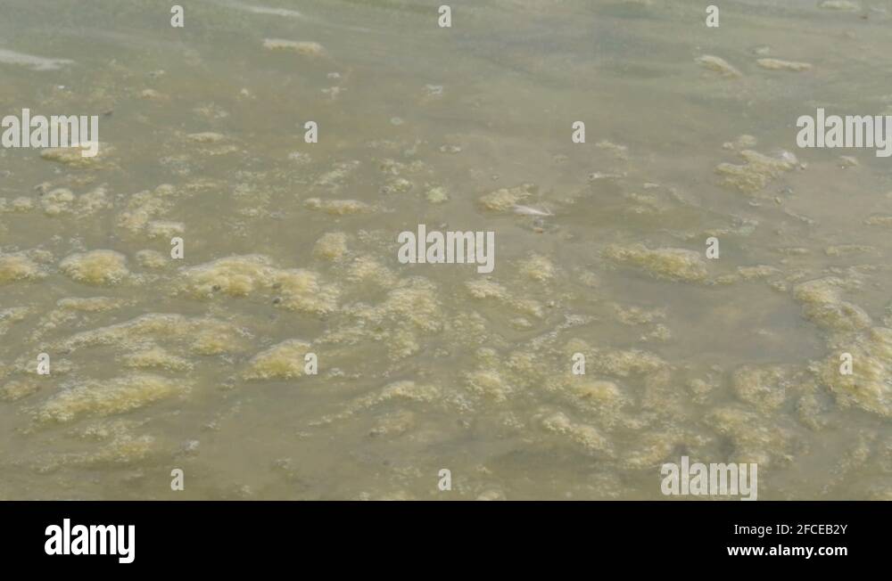 Algae floating on water Stock Videos & Footage - HD and 4K Video Clips ...