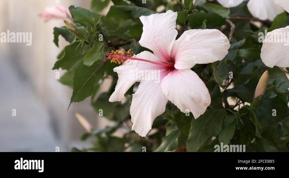 Maltese fauna Stock Videos & Footage - HD and 4K Video Clips - Alamy