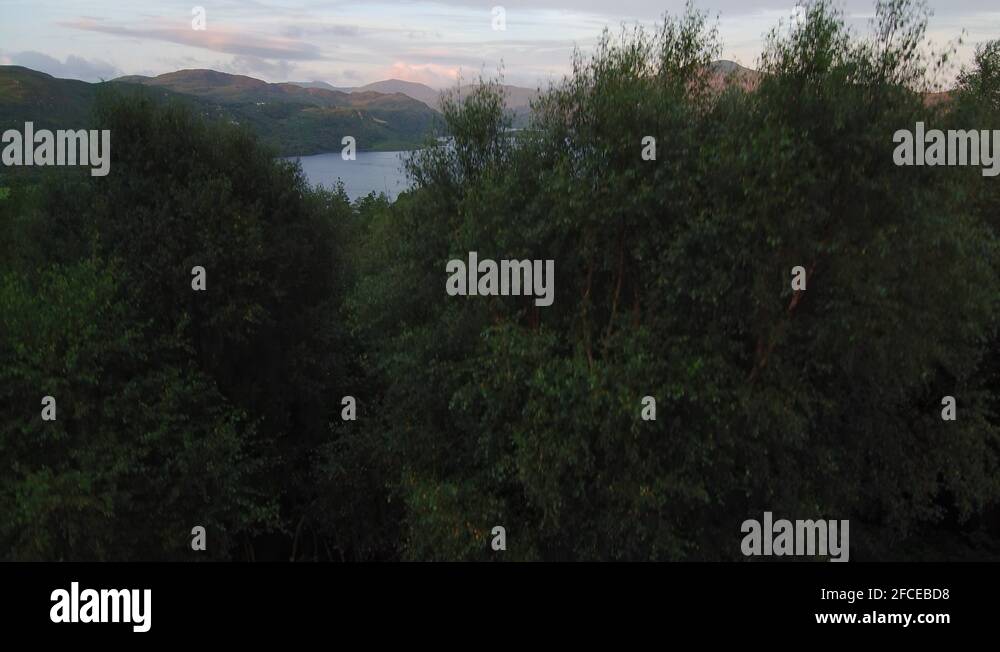 Vertical rise from trees forests Stock Videos & Footage - HD and 4K ...