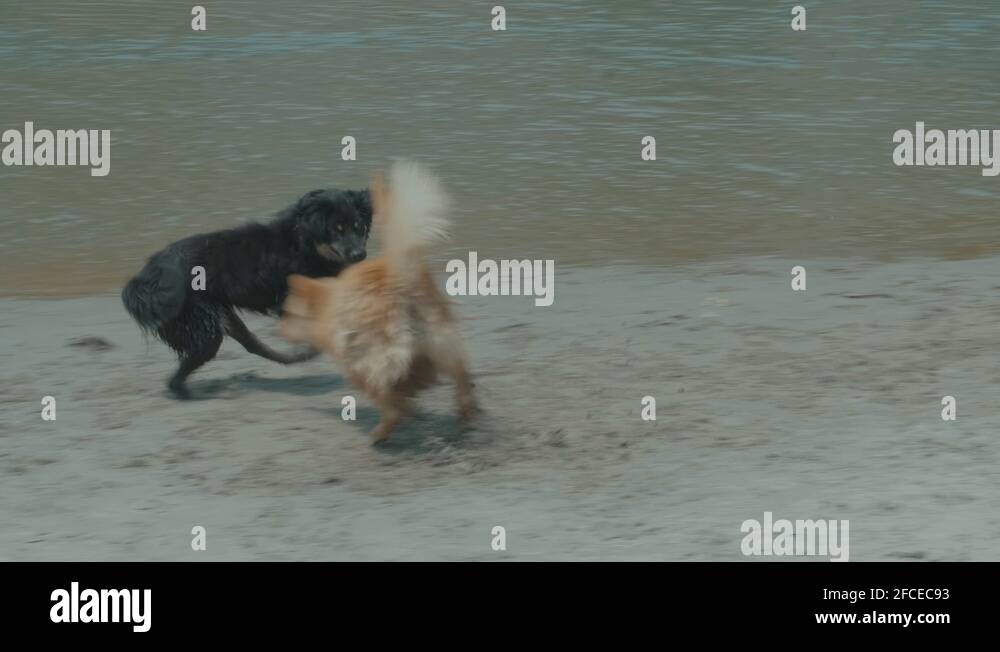 Two dogs splash on beach Stock Videos & Footage - HD and 4K Video Clips ...