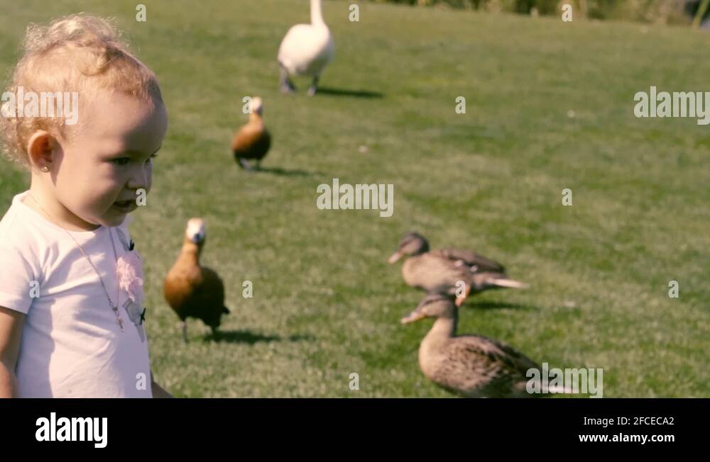 Girl walking ducks Stock Videos & Footage - HD and 4K Video Clips - Alamy