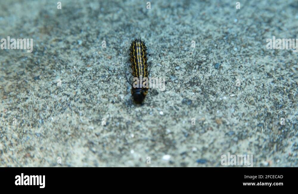 Stripes caterpillar Stock Videos & Footage - HD and 4K Video Clips - Alamy