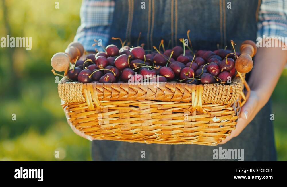 Farm fresh fruits Stock Videos & Footage - HD and 4K Video Clips - Alamy