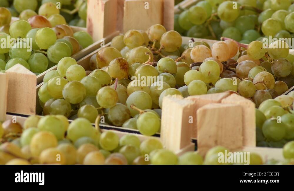 Green muscatel Stock Videos & Footage - HD and 4K Video Clips - Alamy