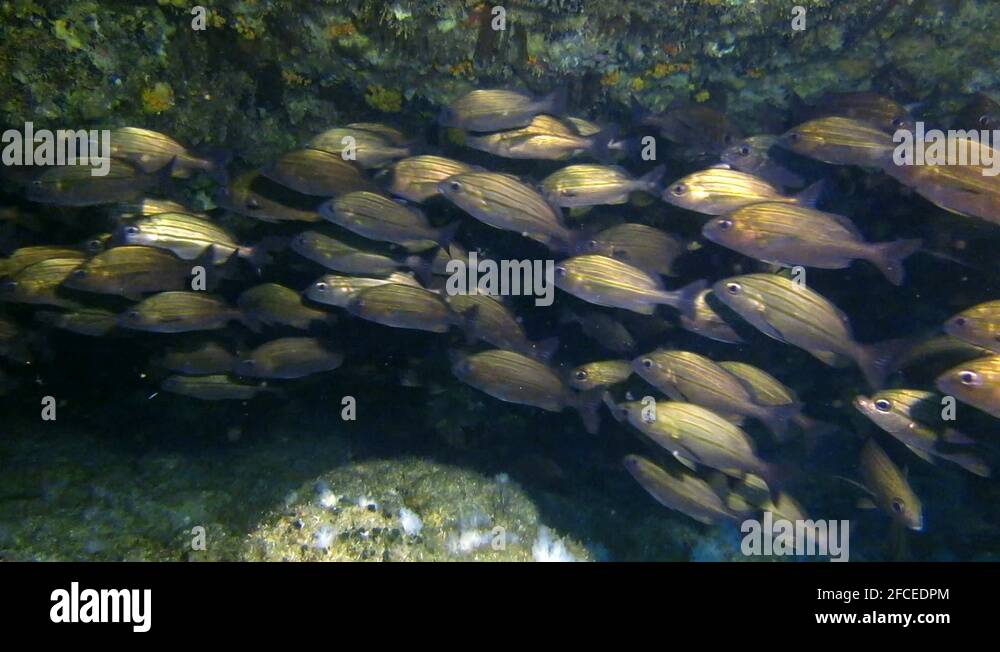 Snapper fish swimming Stock Videos & Footage - HD and 4K Video Clips ...