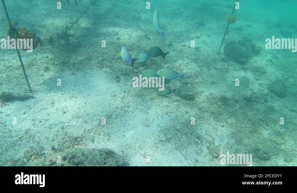 Blue tang fish underwater Stock Videos & Footage - HD and 4K Video ...