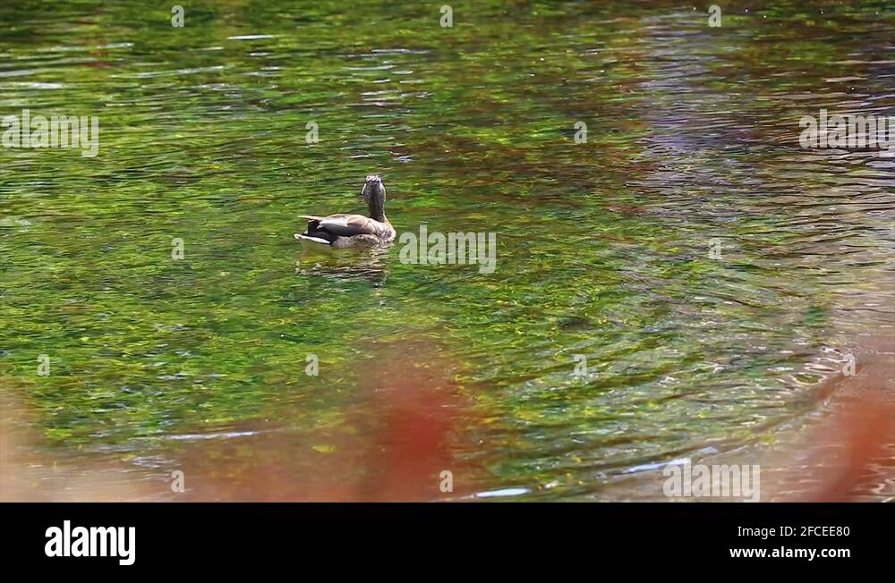 Duck diving in water Stock Videos & Footage - HD and 4K Video Clips - Alamy