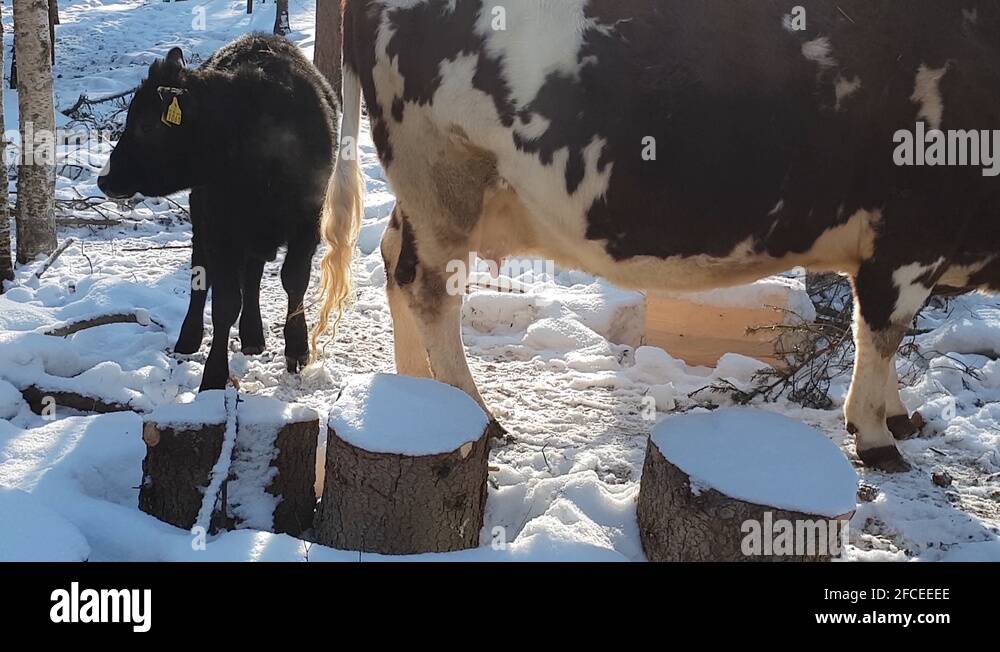 Rumen cow Stock Videos & Footage - HD and 4K Video Clips - Alamy