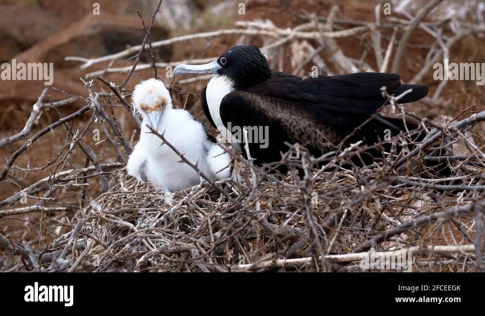 Parent bird wings in nest Stock Videos & Footage - HD and 4K Video ...