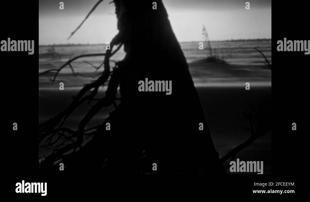 Whipping tree Stock Videos & Footage - HD and 4K Video Clips - Alamy