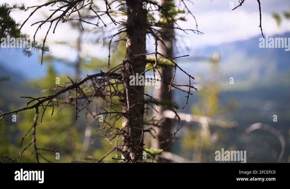 Living dead tree Stock Videos & Footage - HD and 4K Video Clips - Alamy