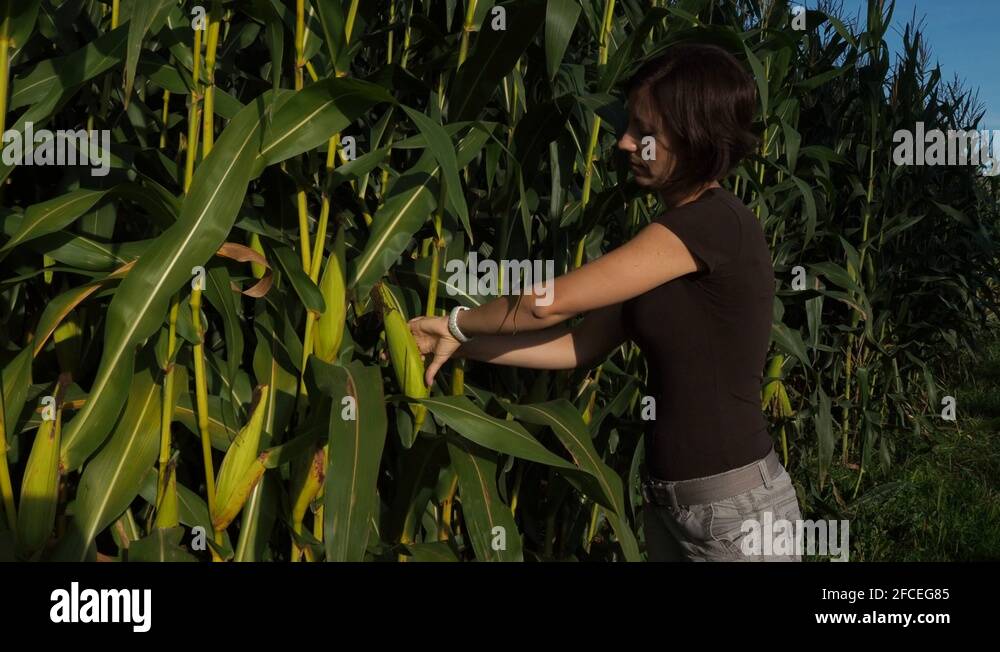 Girl break the corn ear from a plant at the corn field. Showing the cob ...