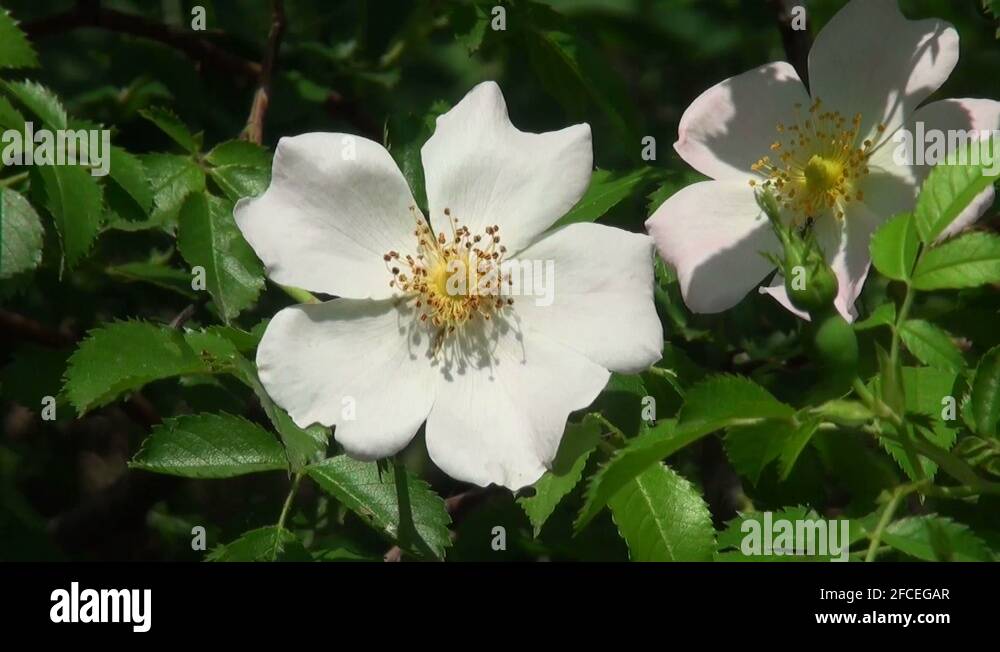 White dawn Stock Videos & Footage - HD and 4K Video Clips - Alamy