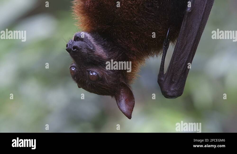 Megabat philippines Stock Videos & Footage - HD and 4K Video Clips - Alamy