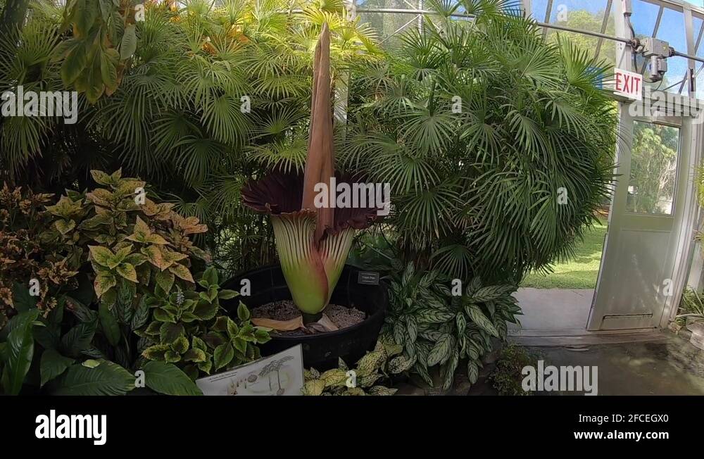 Stinky and smelly Corpse plant also known as Amorphophallus Titanum at ...