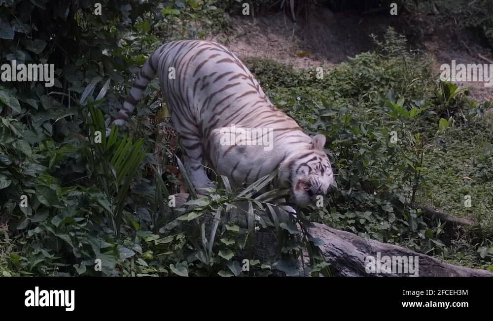 Tiger forest grass Stock Videos & Footage - HD and 4K Video Clips - Alamy