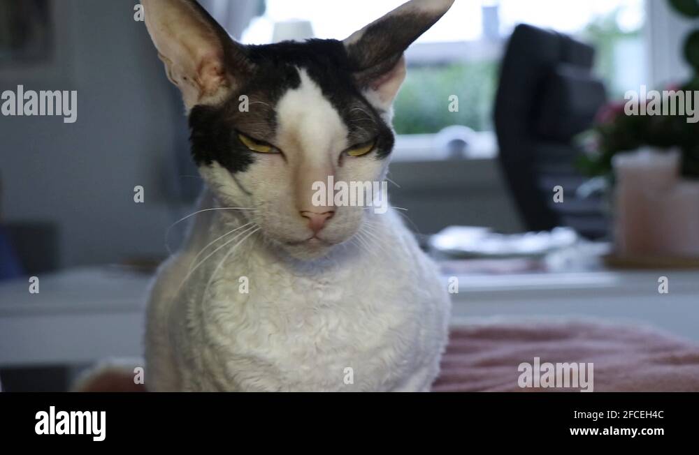 Cornish rex Stock Videos & Footage - HD and 4K Video Clips - Alamy