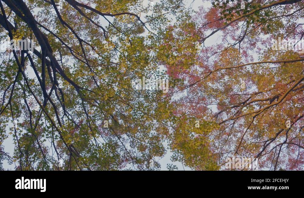 Okinawa forest Stock Videos & Footage - HD and 4K Video Clips - Alamy