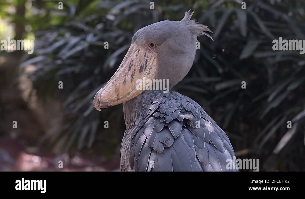 Shoebill (Balaeniceps rex) grooming in Slow motion at Singapore Bird ...