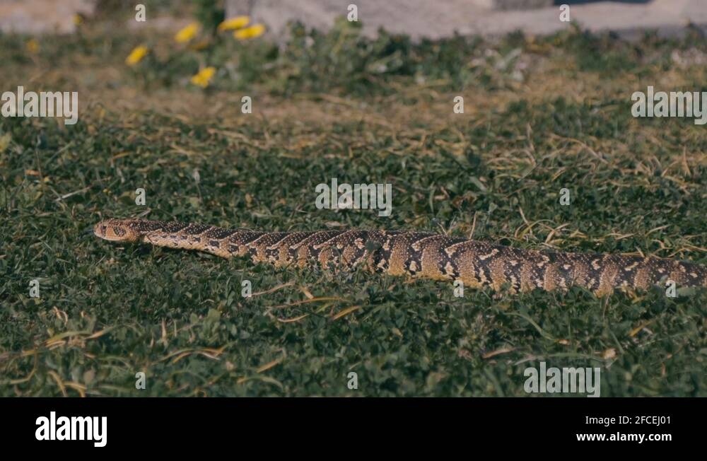 Snakes in south africa Stock Videos & Footage - HD and 4K Video Clips ...
