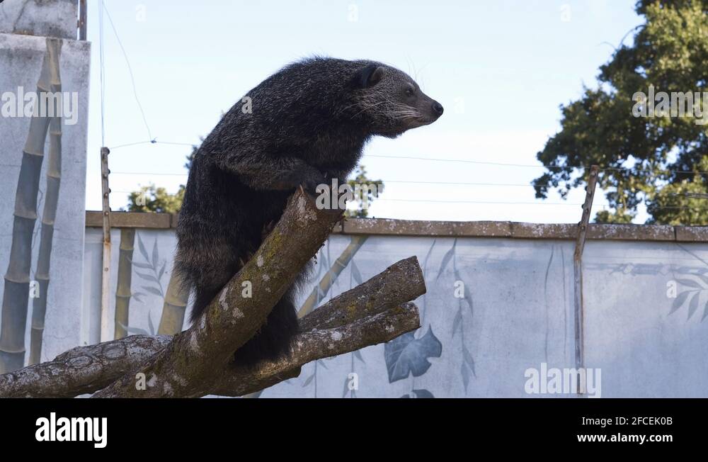 Binturong (Bearcat) sitting on a tree branch exploring it's enclosure ...