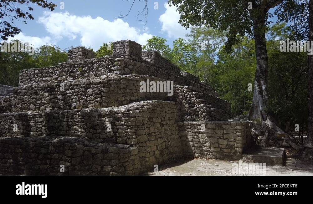 Ancient Mayan city at Coba. A big tree grows roots to Mayan ruins ...