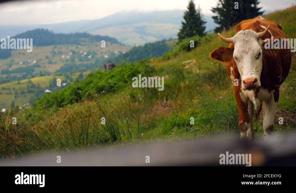 Simmental fleckvieh Stock Videos & Footage - HD and 4K Video Clips - Alamy