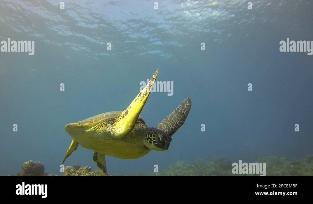 Sea turtle flapping its flippers in a bird-like motion as it swims ...