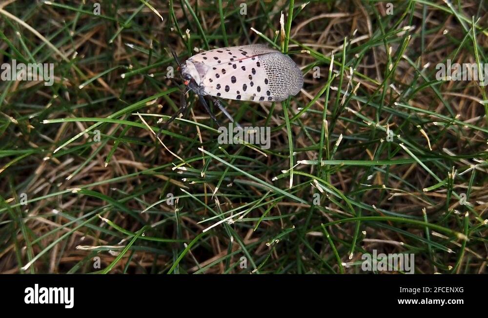 Spotted grass moth Stock Videos & Footage - HD and 4K Video Clips - Alamy