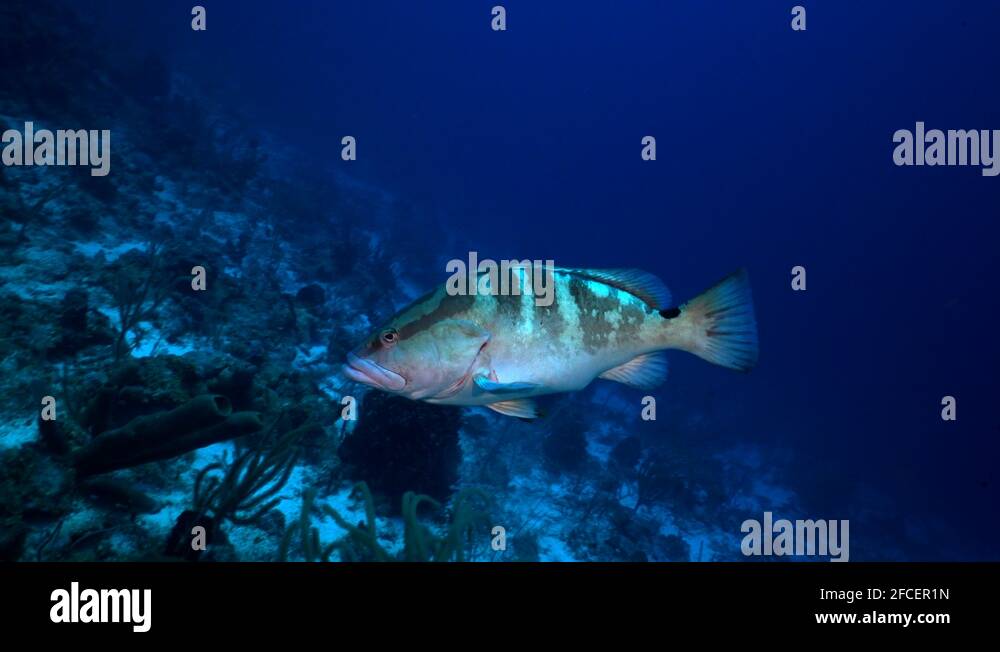 Lone fish Stock Videos & Footage - HD and 4K Video Clips - Alamy