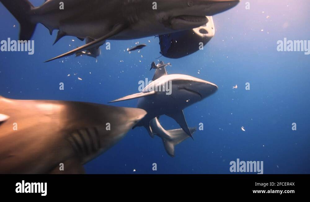 Underwater bait Stock Videos & Footage - HD and 4K Video Clips - Alamy