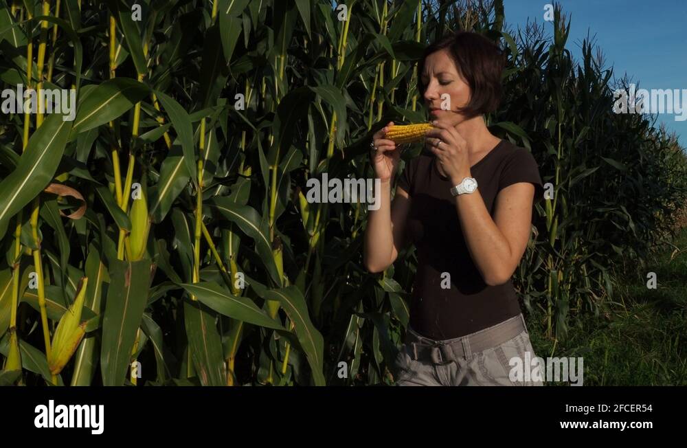 Raw maize on field Stock Videos & Footage - HD and 4K Video Clips - Alamy