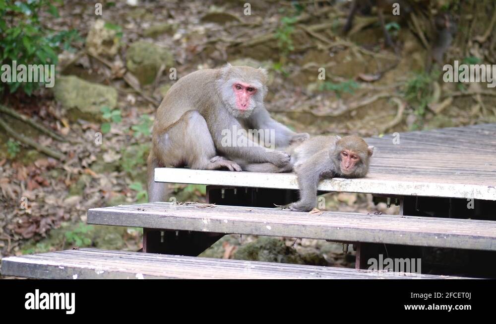 Native monkey species Stock Videos & Footage - HD and 4K Video Clips ...