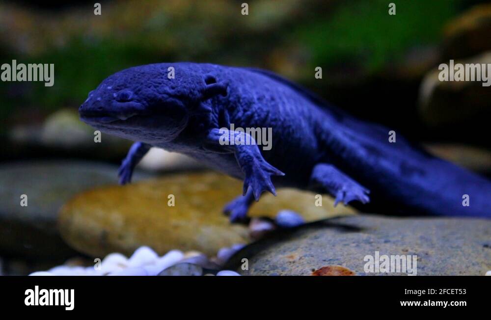 Blue spotted salamanders Stock Videos & Footage - HD and 4K Video Clips ...