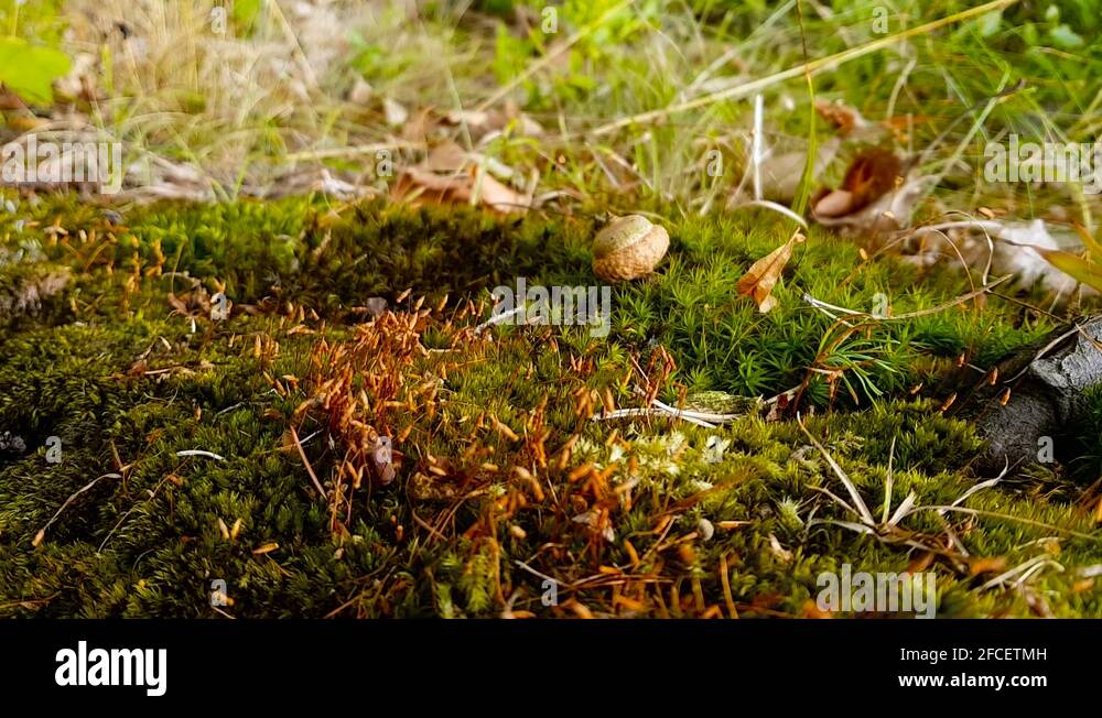 Falling acorns Stock Videos & Footage - HD and 4K Video Clips - Alamy