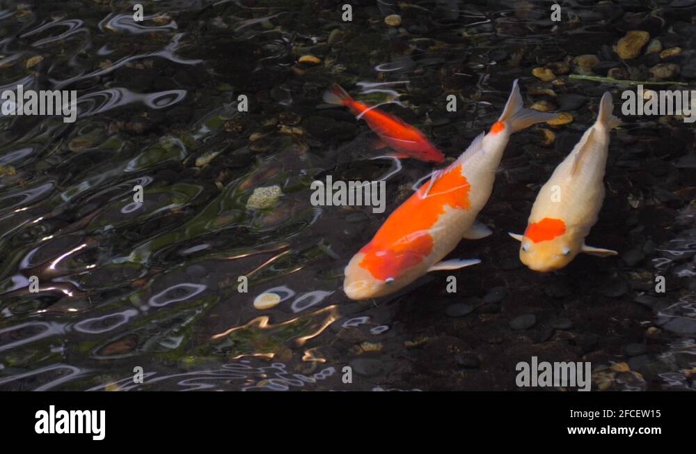 Koi fish family in beautiful pond swimming in slow motion with ripples ...