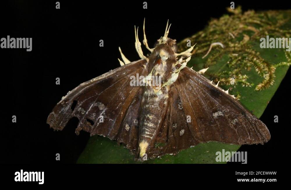Cordyceps fungus moth Stock Videos & Footage - HD and 4K Video Clips ...