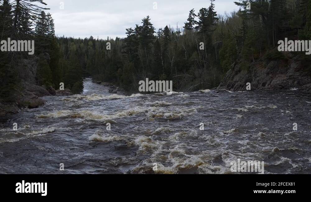 Forest foam Stock Videos & Footage - HD and 4K Video Clips - Alamy