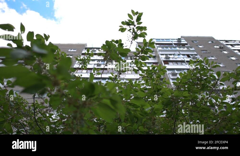 Lofty trees Stock Videos & Footage - HD and 4K Video Clips - Alamy