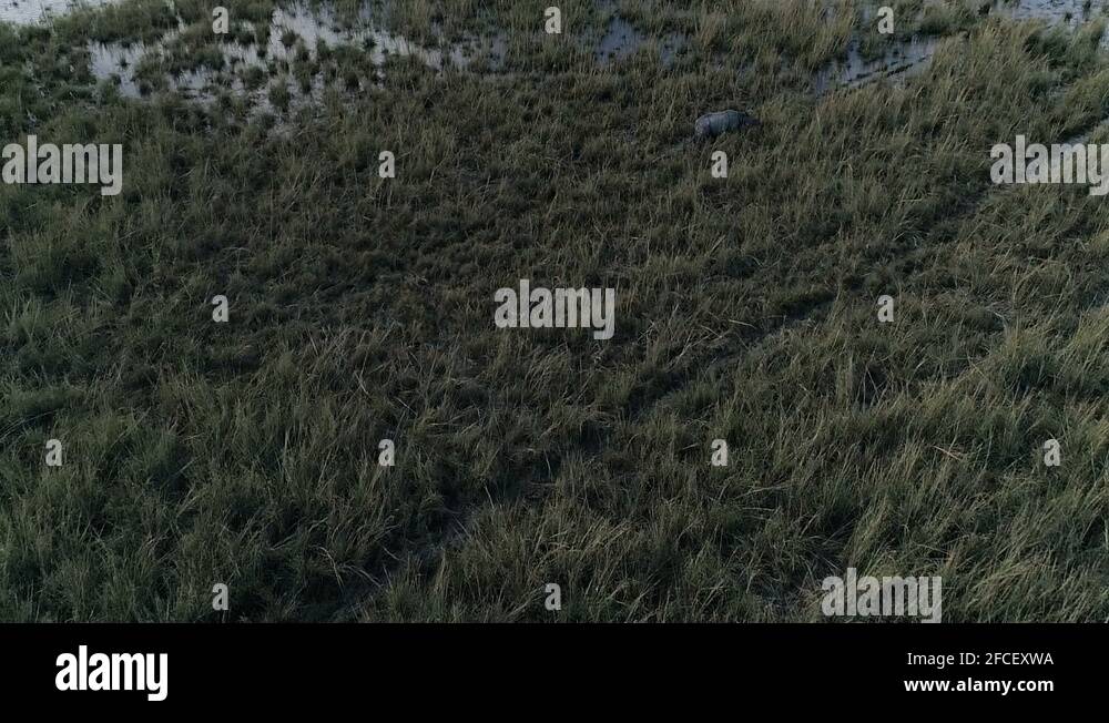 Animal of the jungle Stock Videos & Footage - HD and 4K Video Clips - Alamy
