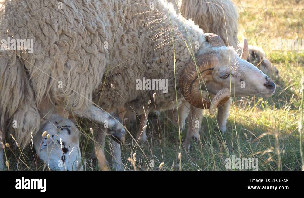 White male sheep Stock Videos & Footage - HD and 4K Video Clips - Alamy